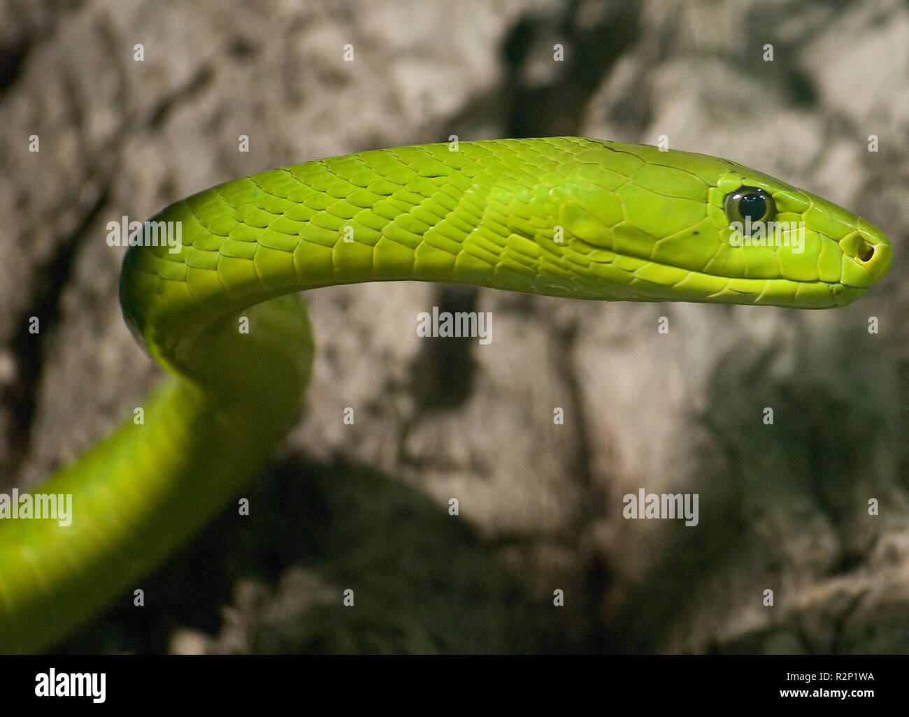 Serpent mamba vert Banque de photographies et d’images à haute ...