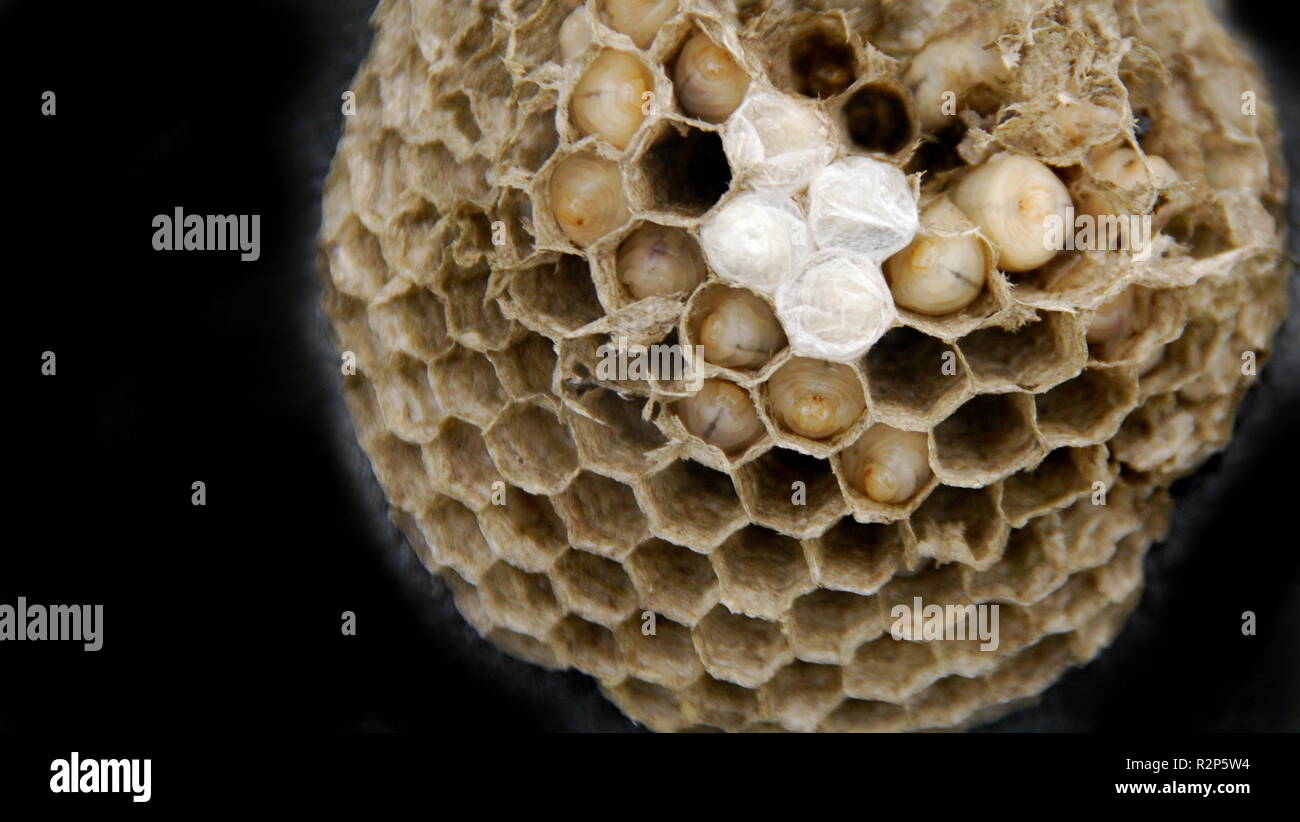 Les bébés d'abeilles Photo Stock - Alamy
