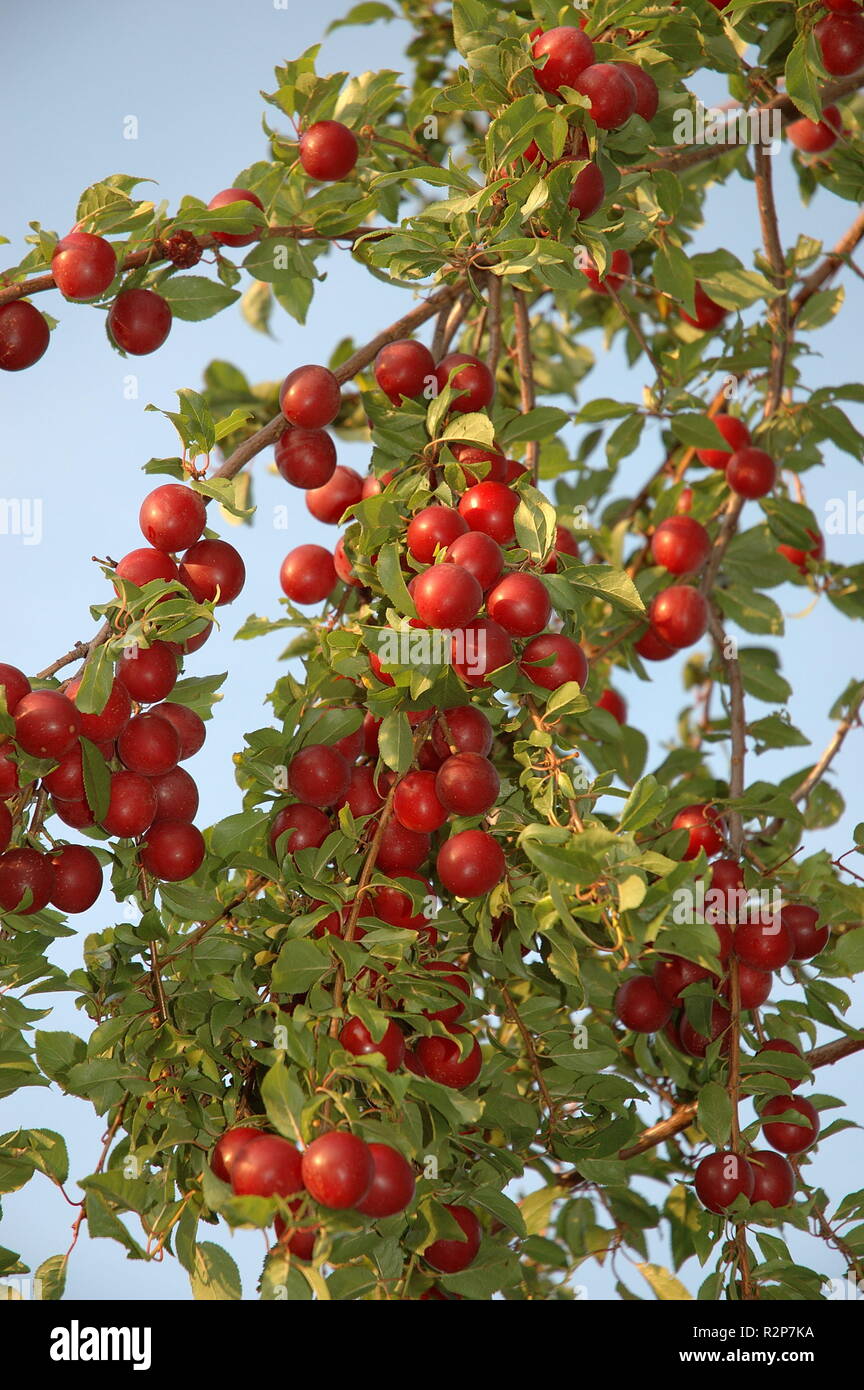 Arbre mirabelles Banque de photographies et d’images à haute résolution ...