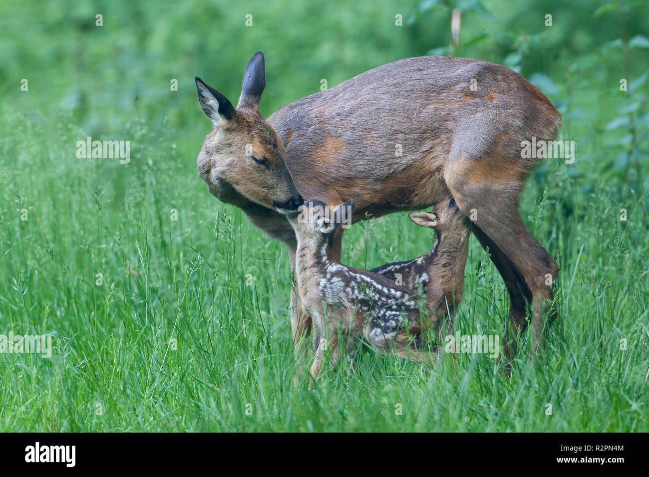 Les faons Banque de photographies et d’images à haute résolution - Alamy