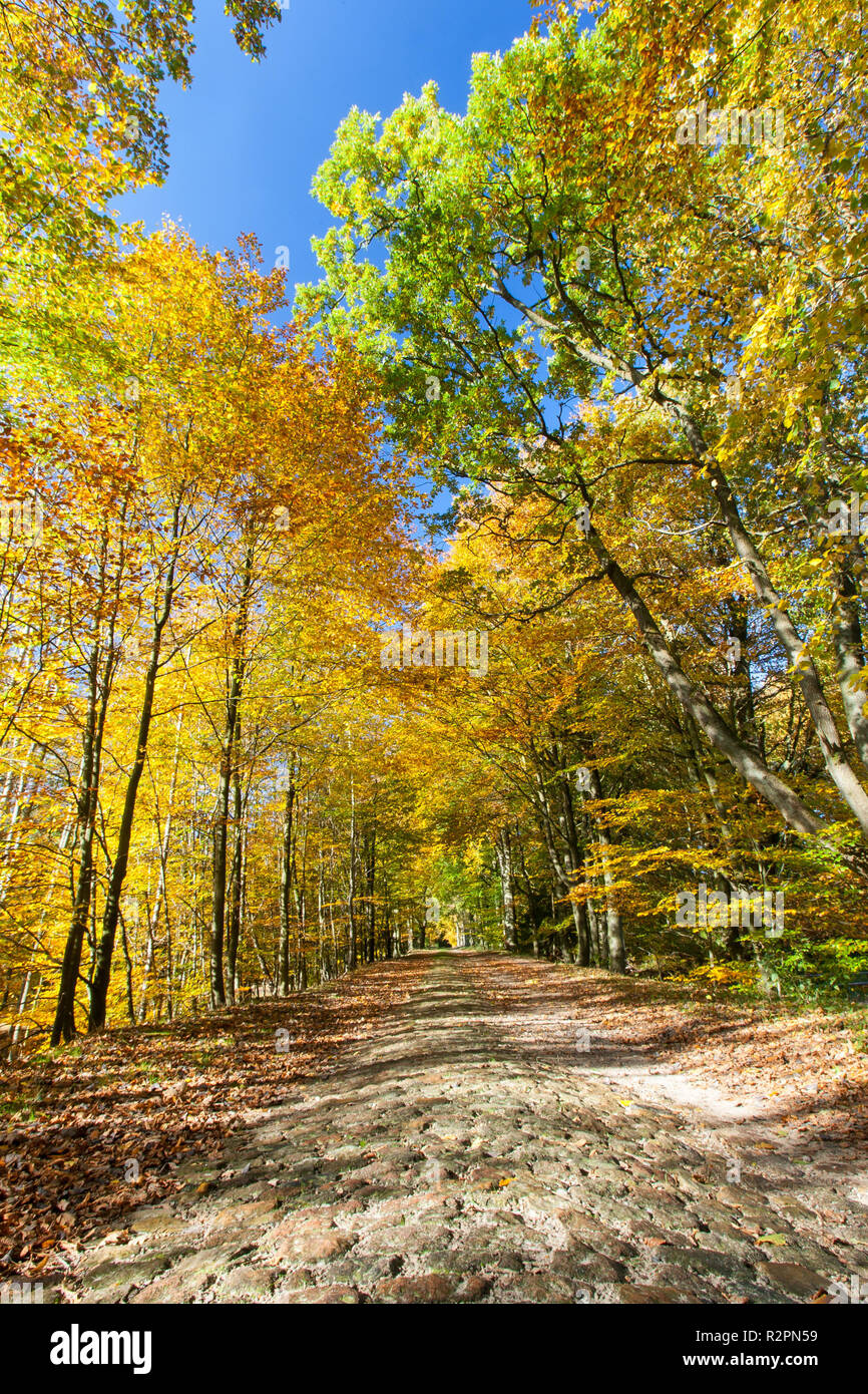 Chemin pavé Banque de photographies et d’images à haute résolution - Alamy