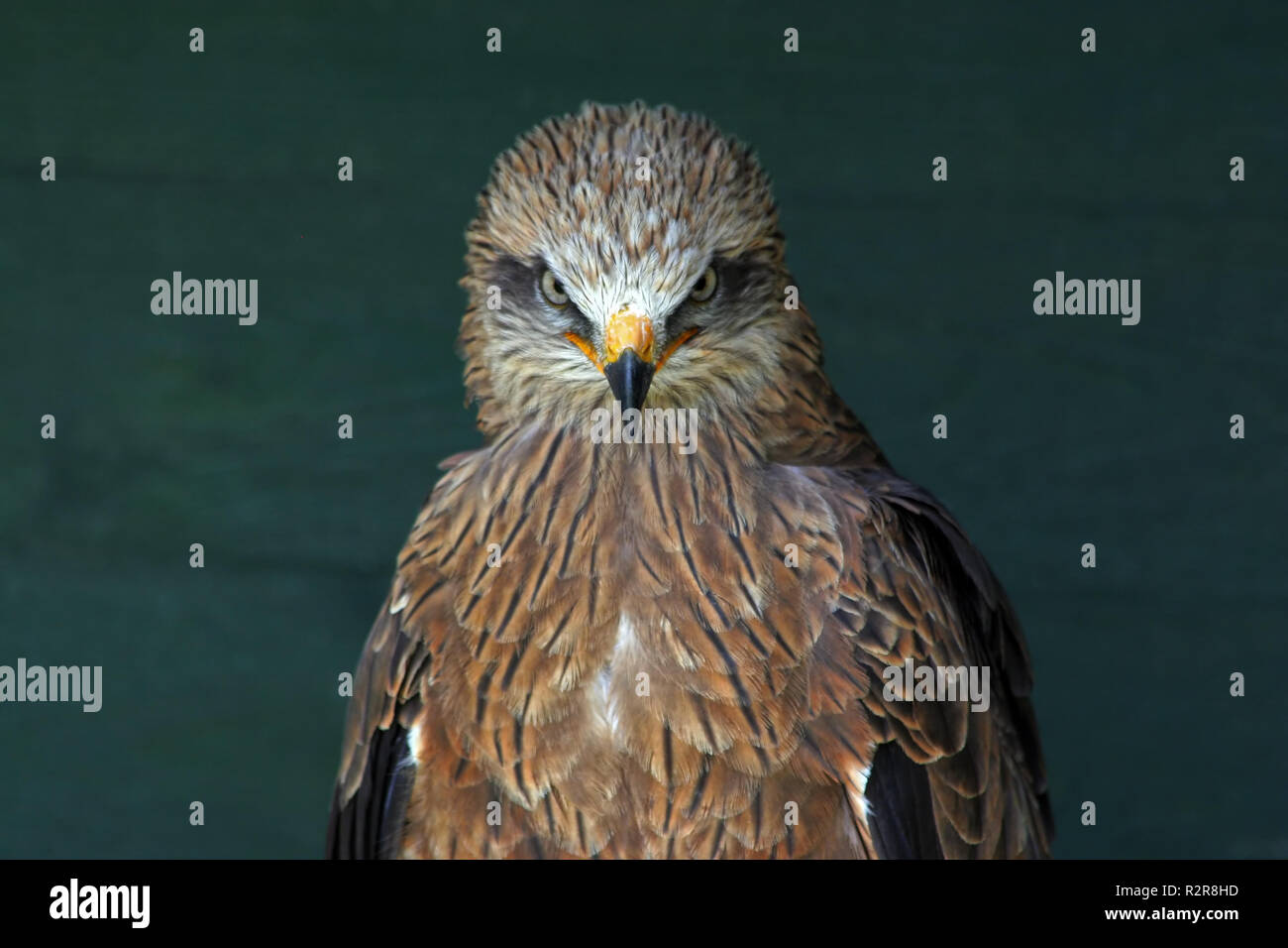 Roter milan Banque de photographies et d’images à haute résolution - Alamy