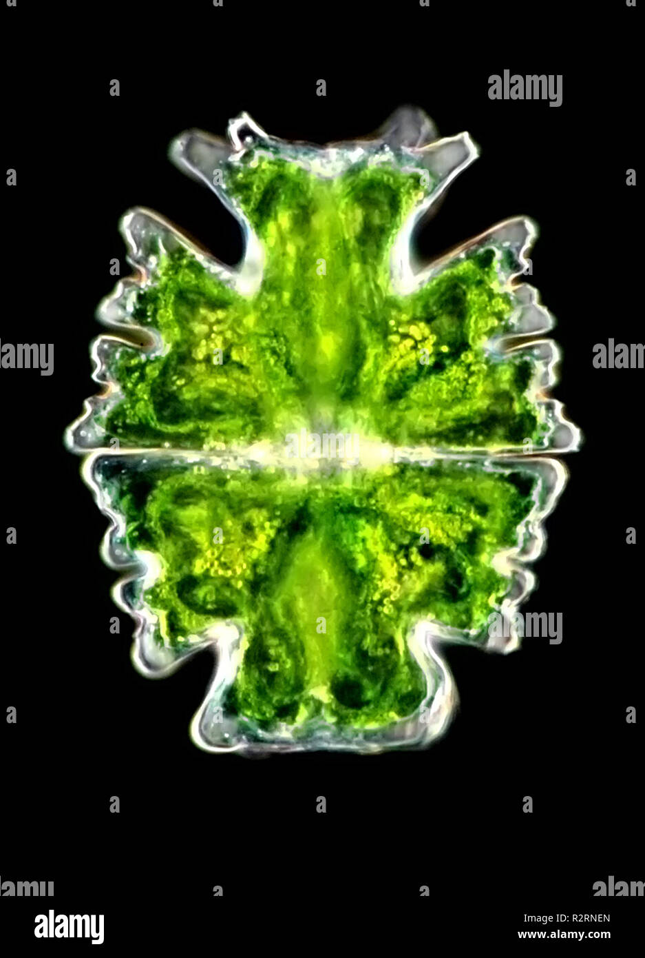 Algae microscope Banque de photographies et d’images à haute résolution ...