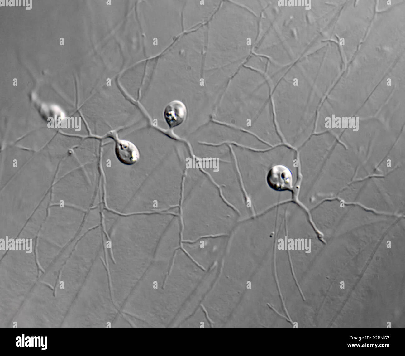 Fungus Microscope Banque d'image et photos - Alamy