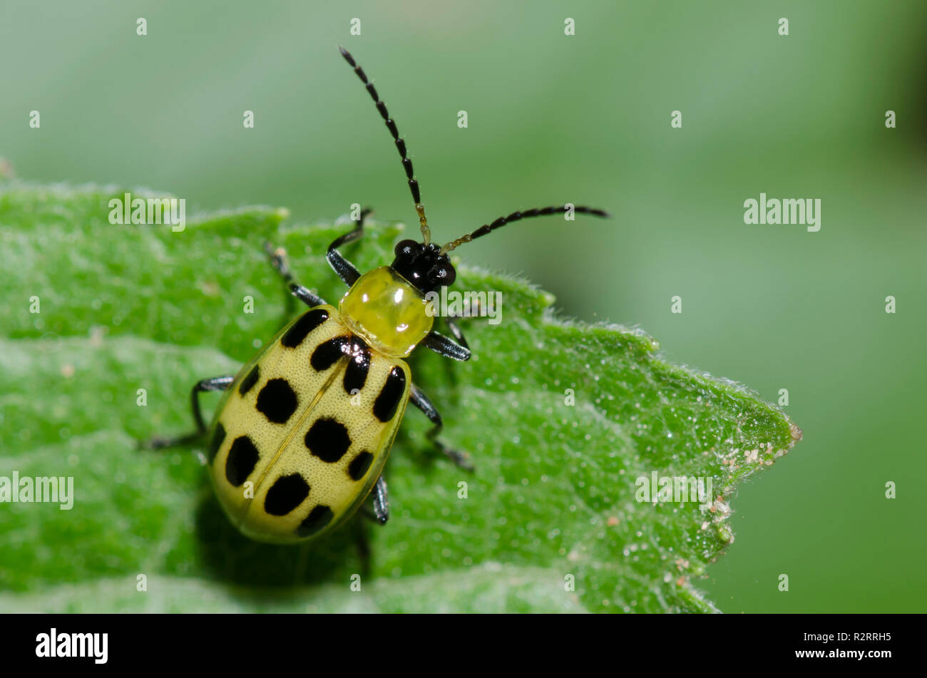 Spotted cucumber beetle diabrotica undecimpunctata Banque de ...