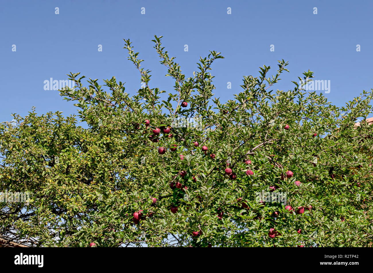Fruits rouges d'automne Banque de photographies et d’images à haute ...