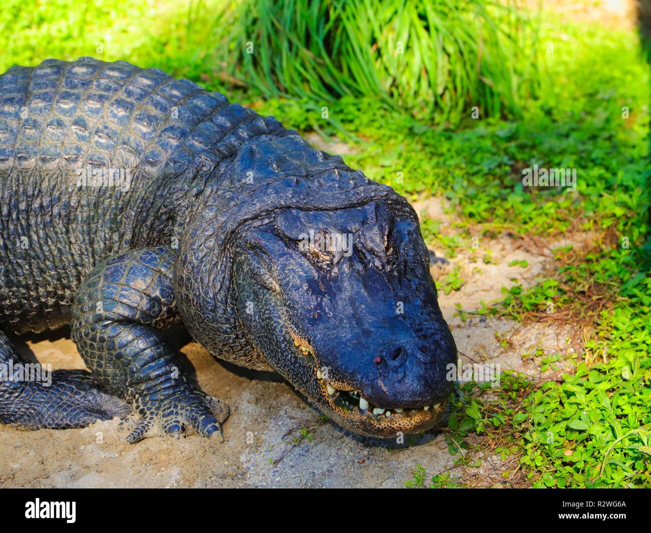Crocodile en vert tropical Banque de photographies et d’images à haute ...