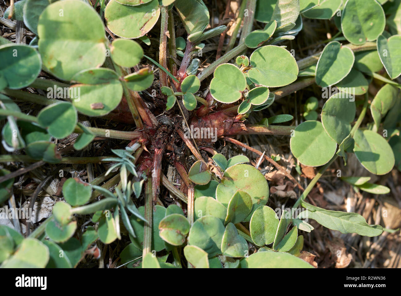 Bituminaria bituminosa Banque de photographies et d’images à haute ...