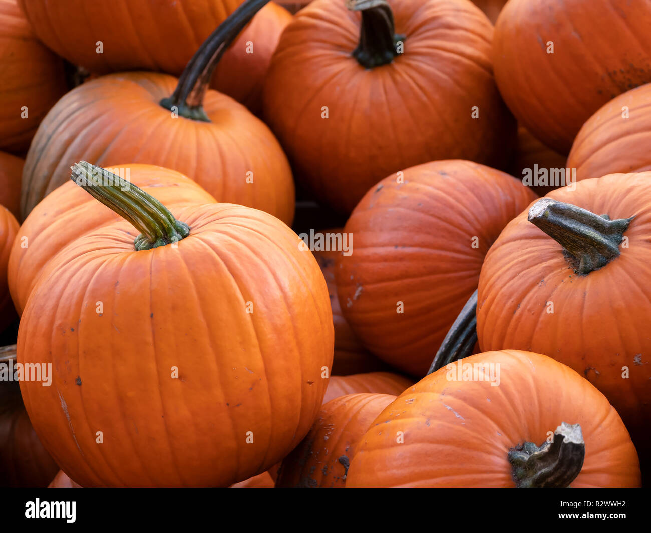 Cucurbita maxima Banque de photographies et d’images à haute résolution ...