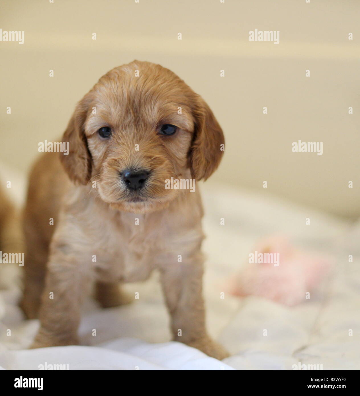 Miniature cockapoo Banque de photographies et d’images à haute résolution - Alamy