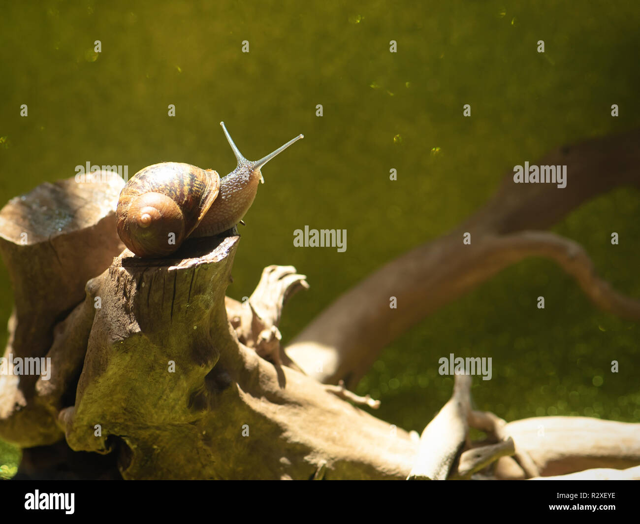 Animal escargot Banque de photographies et d’images à haute résolution ...