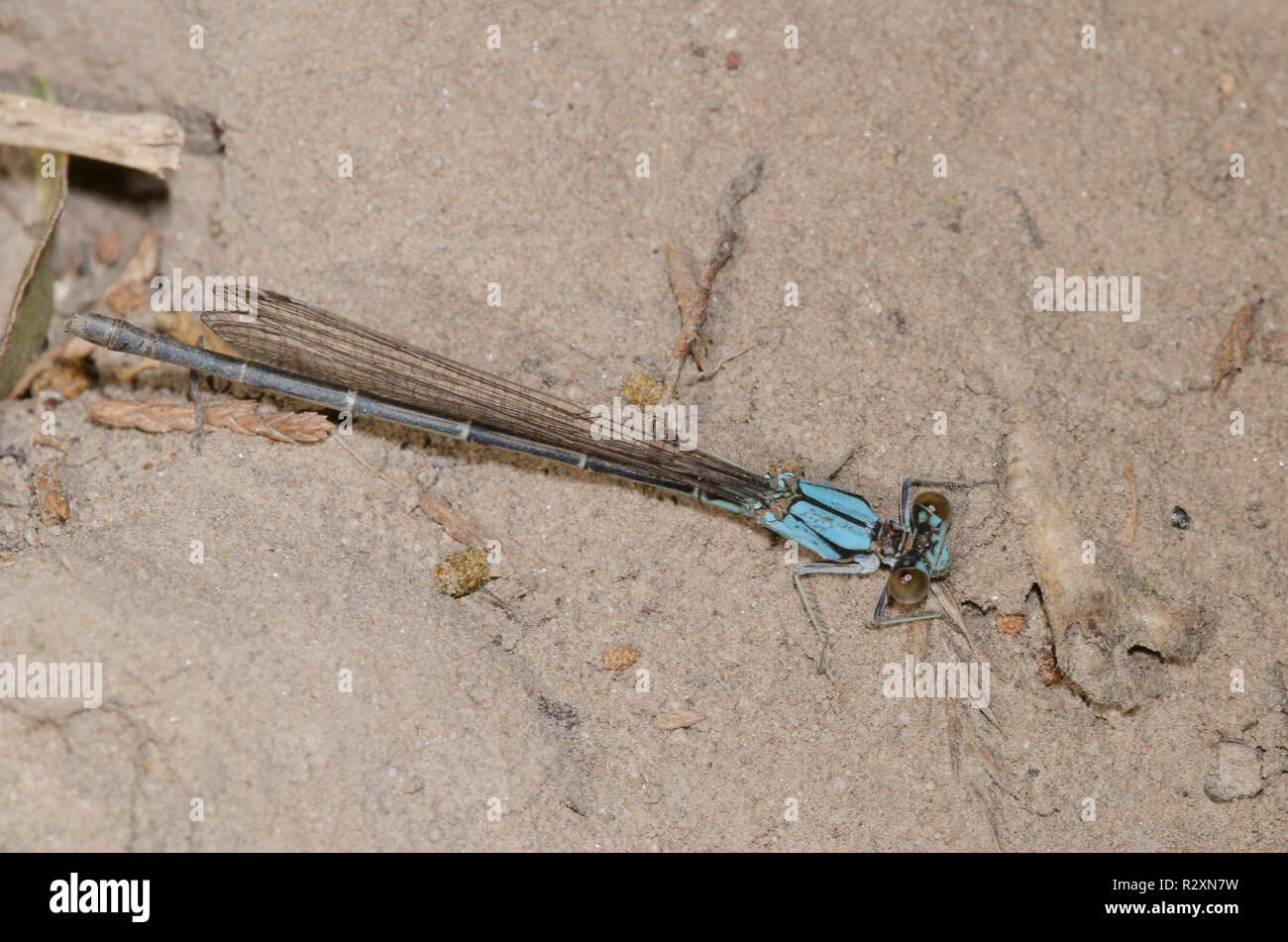 Argia apicalis Banque de photographies et d’images à haute résolution ...