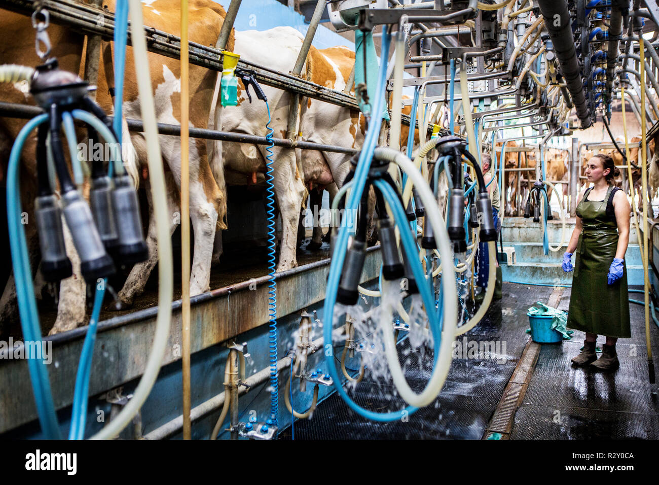 Femme, Vache Laitière, Étable Banque d'image et photos - Alamy