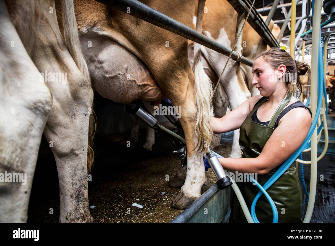 Woman milking cow in cowshed Banque de photographies et d’images à ...