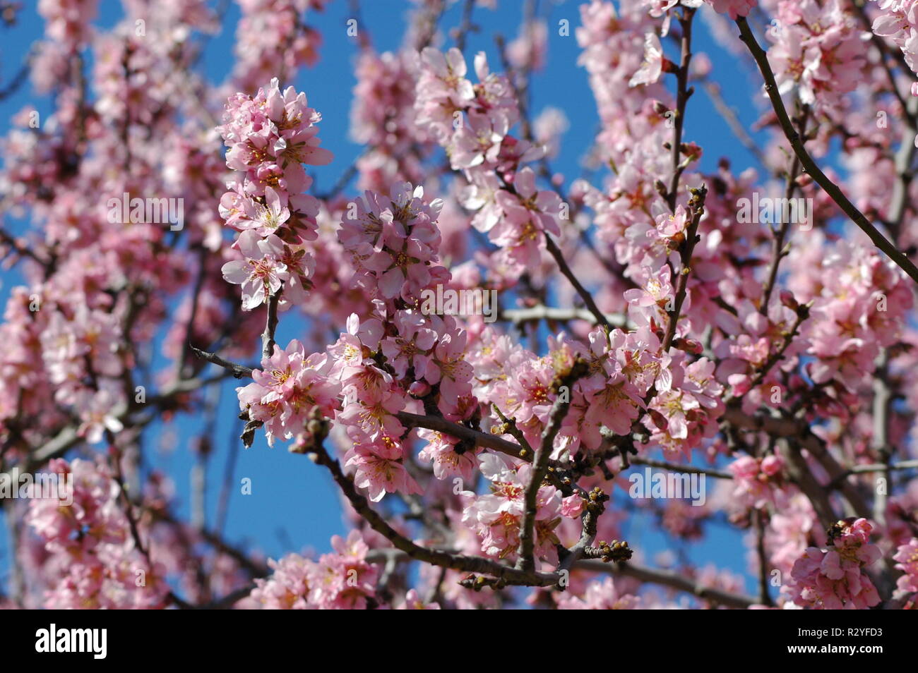 Jardins d'amandiers Banque de photographies et d’images à haute ...