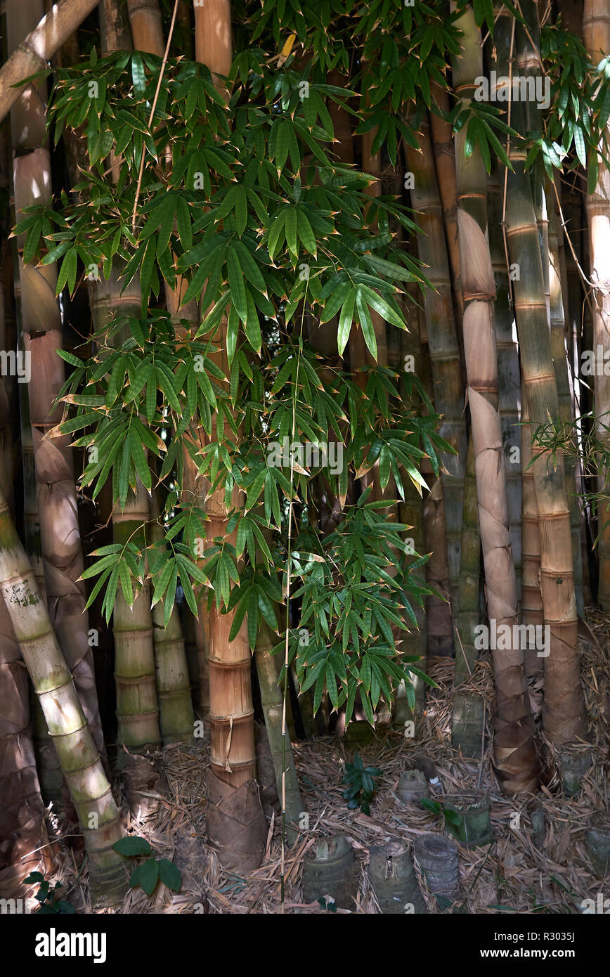 Giant bamboo dendrocalamus giganteus Banque de photographies et d ...