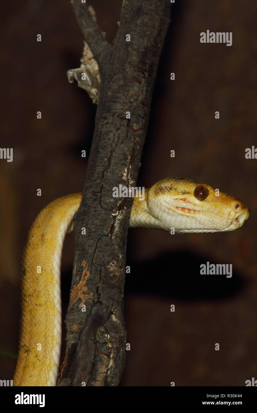 Portrait de serpent Banque de photographies et d’images à haute ...