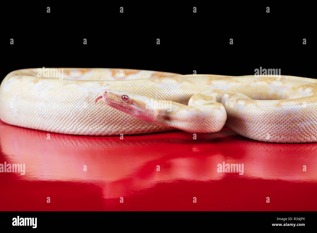 Python fangs Banque de photographies et d’images à haute résolution - Alamy