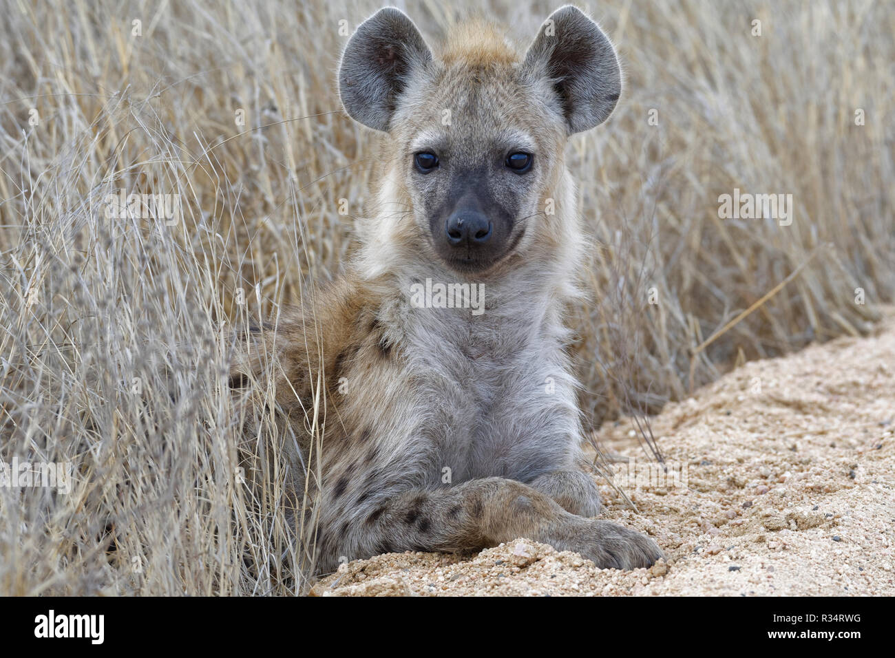 Petit hyène qui rit Banque de photographies et d’images à haute ...