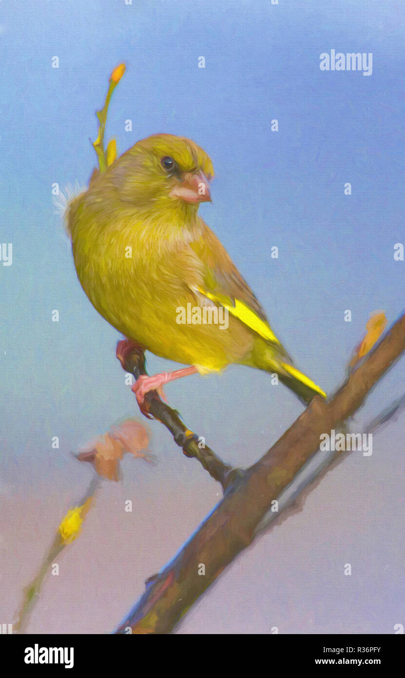 Portrait de verdier Banque de photographies et d’images à haute ...