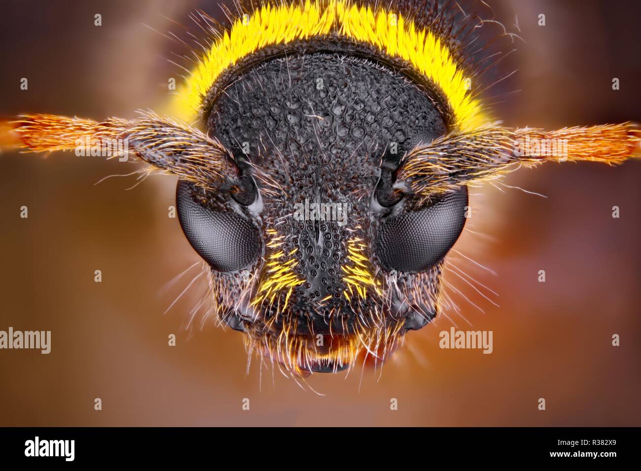 Anatomie des insectes Banque de photographies et d’images à haute ...