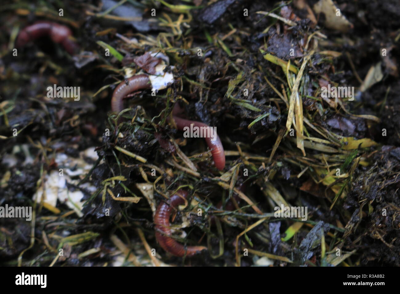 Red wiggler worms Banque de photographies et d’images à haute ...