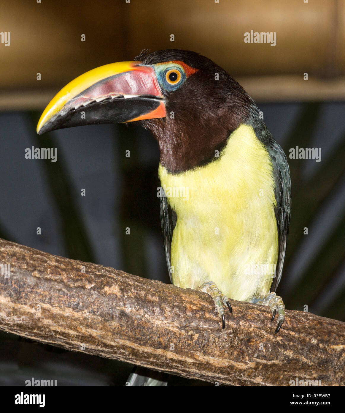 Toucans of guyana Banque de photographies et d’images à haute ...