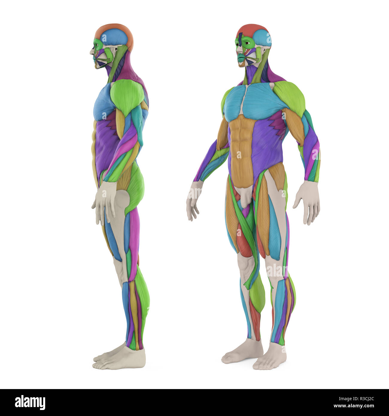 Anatomie des muscles masculins Banque de photographies et d’images à ...