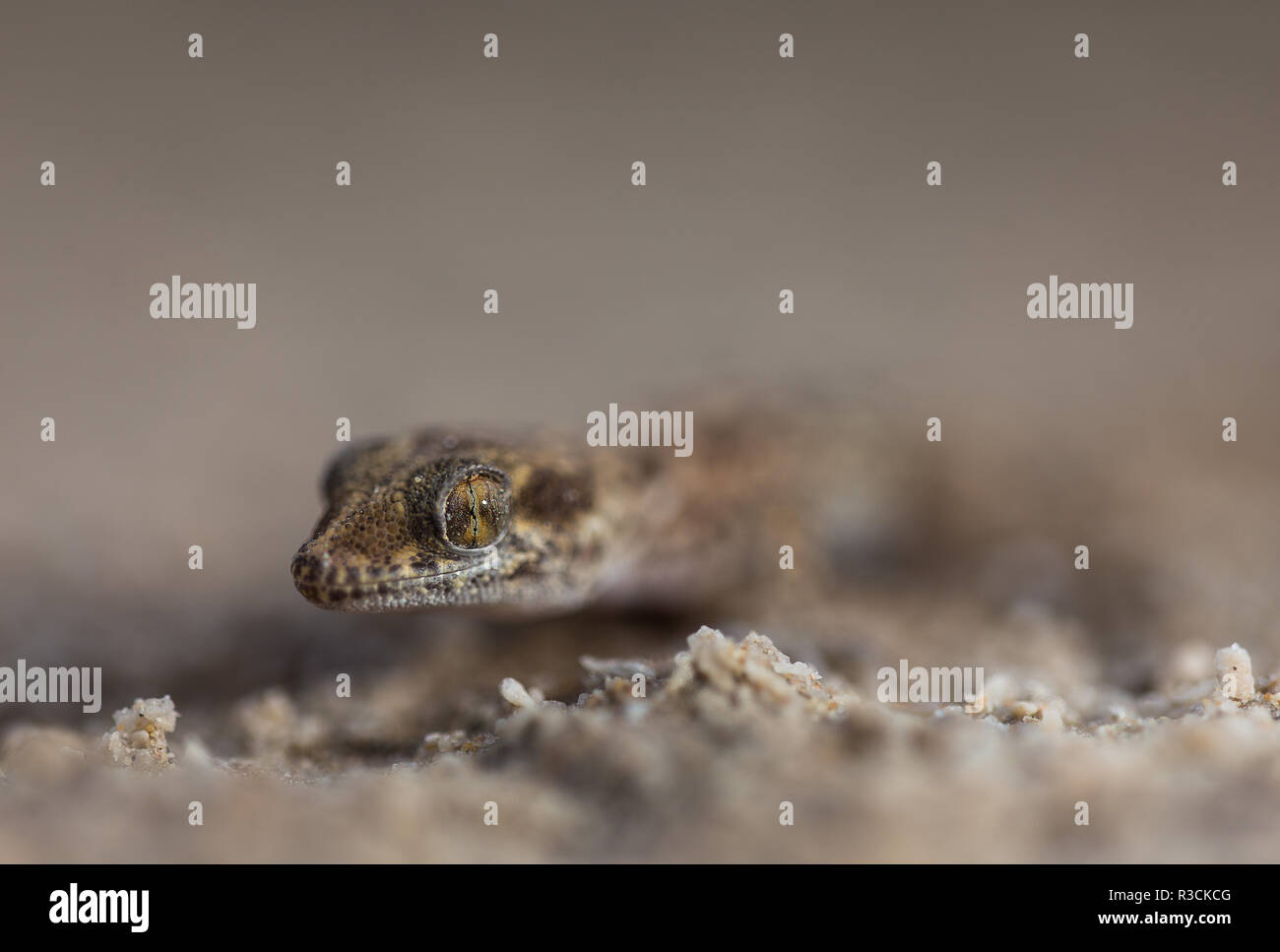 Petit gecko Banque de photographies et d’images à haute résolution - Alamy