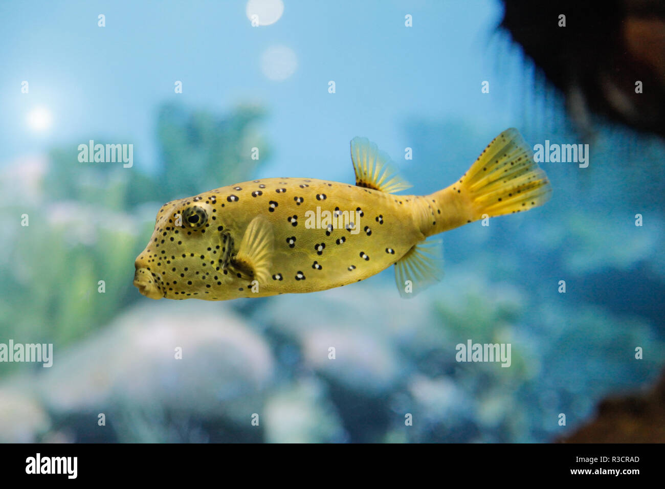 Poisson box jaune Banque de photographies et d’images à haute ...