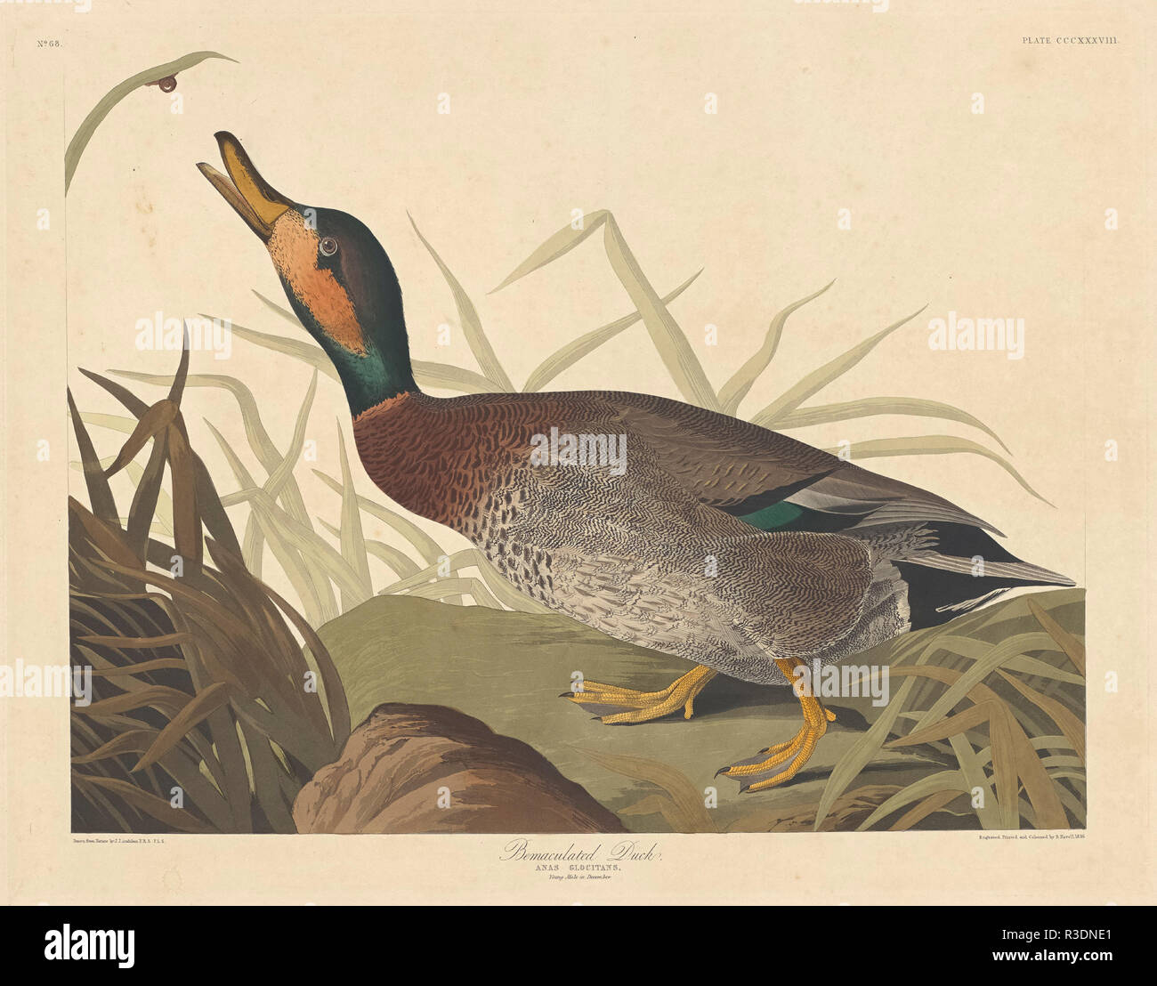 Canard colvert hybride Banque de photographies et d’images à haute ...