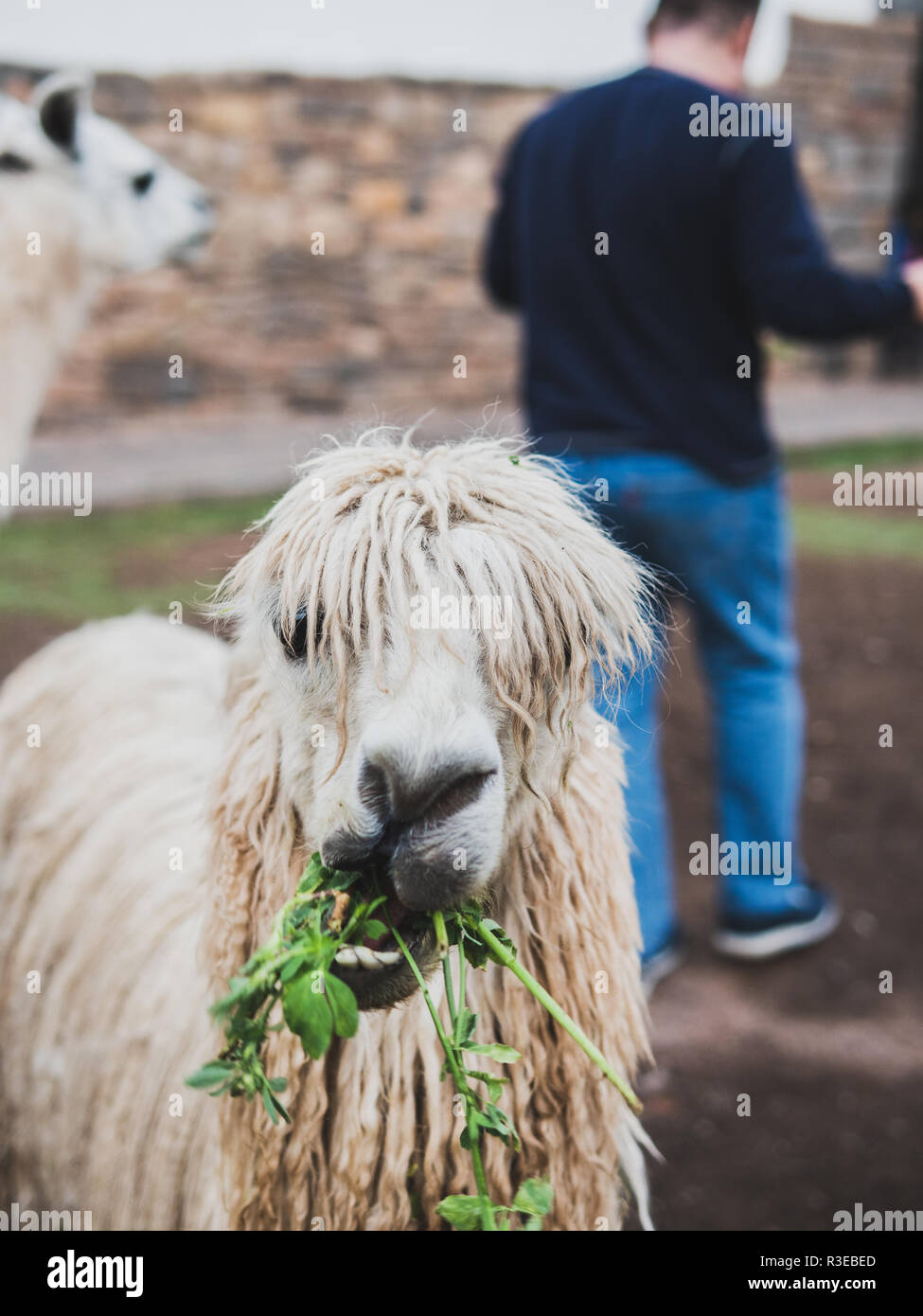 Lama manger Banque de photographies et d’images à haute résolution - Alamy
