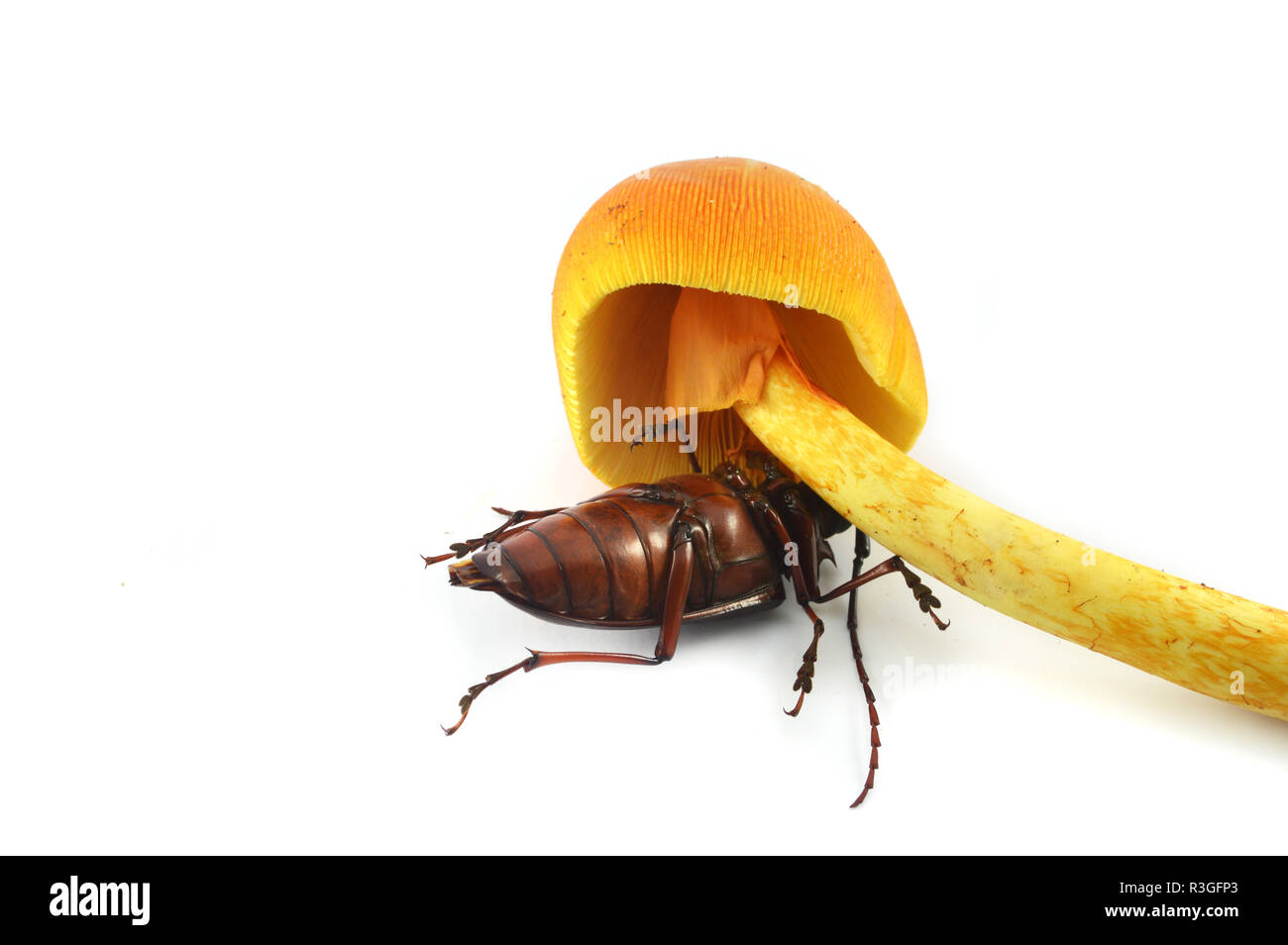 Manger un insecte mort Banque d'images détourées - Alamy