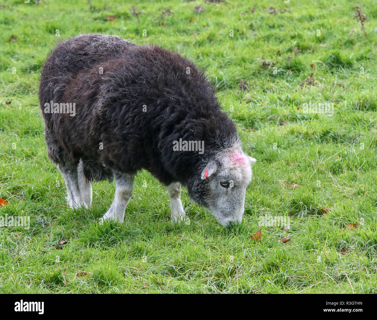 Mouton de race rare royaume uni Banque de photographies et d’images à ...