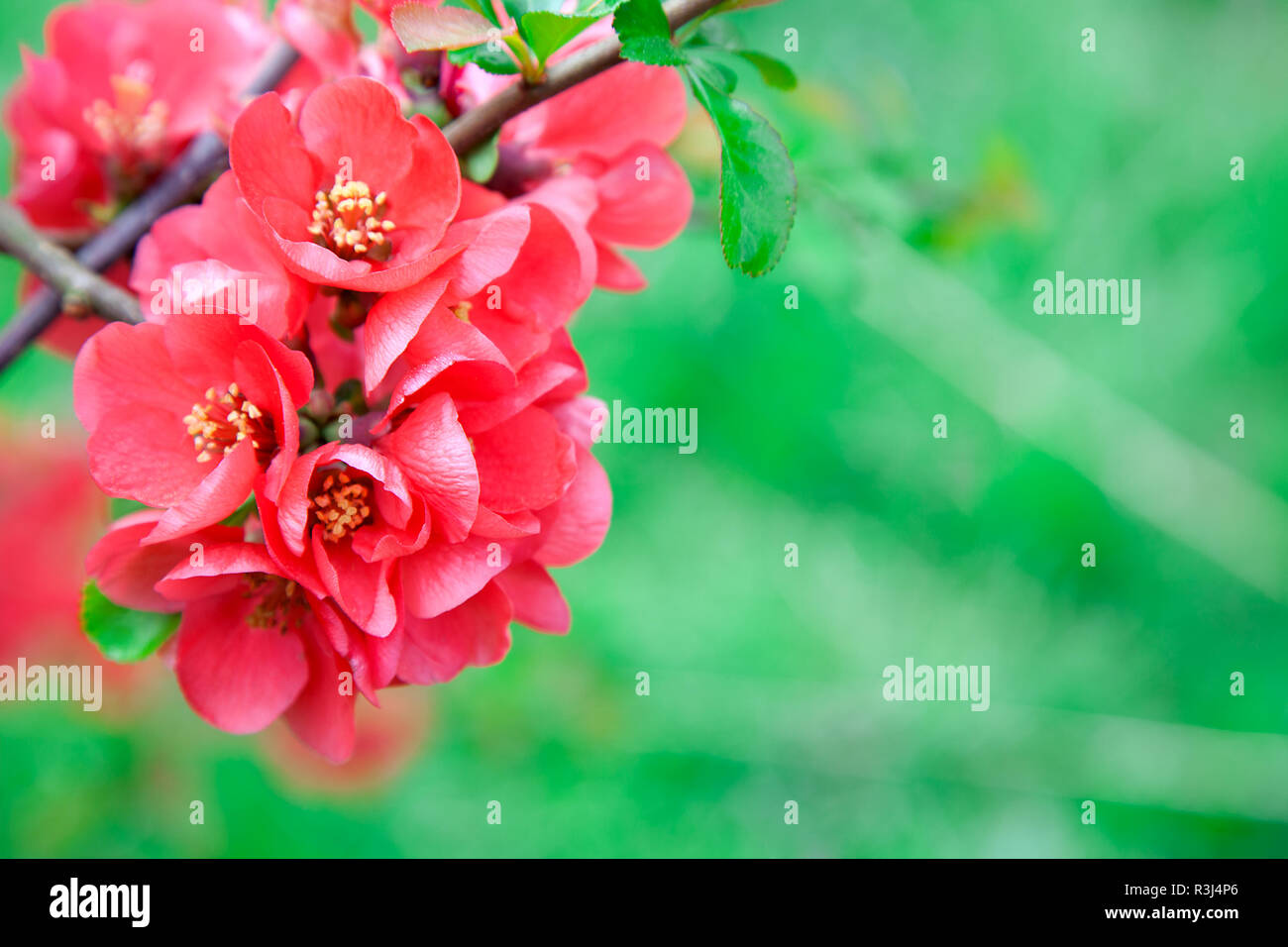 Coings japonais Banque de photographies et d’images à haute résolution ...