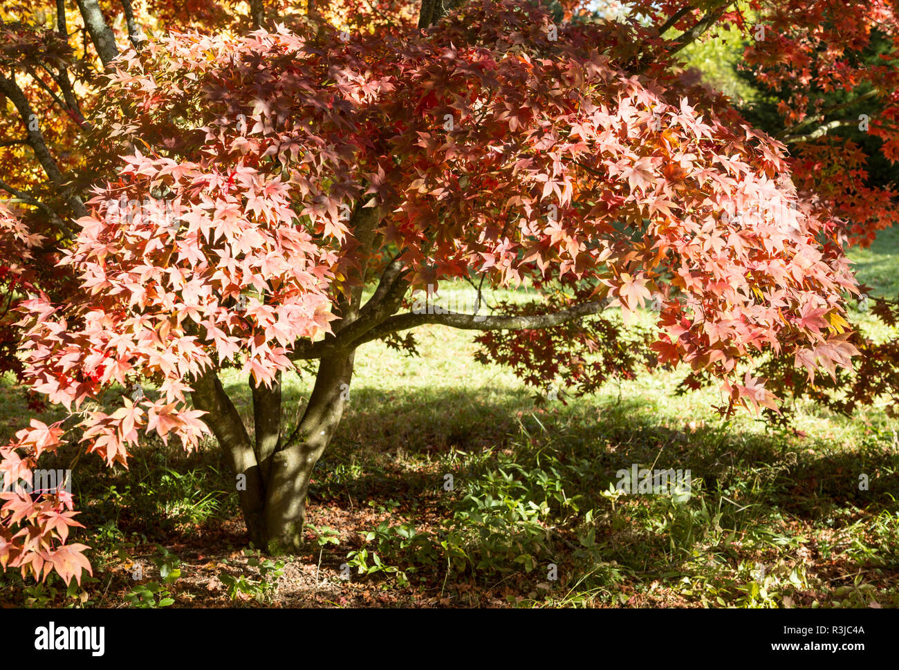 Japanese maple tree in autumn color, Acer palmatum, National arboretum ...