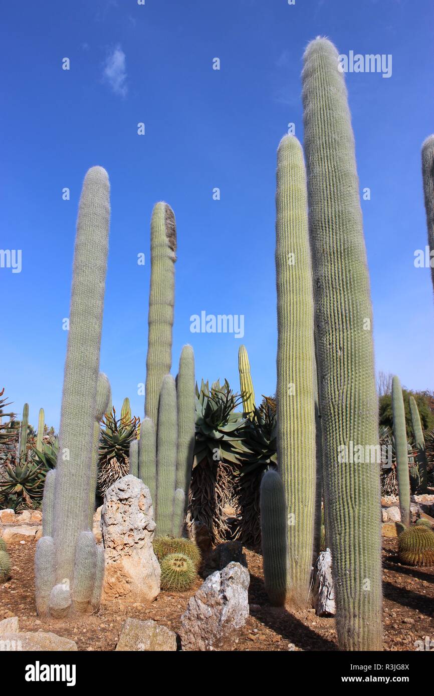 Columnar cacti Banque de photographies et d’images à haute résolution ...