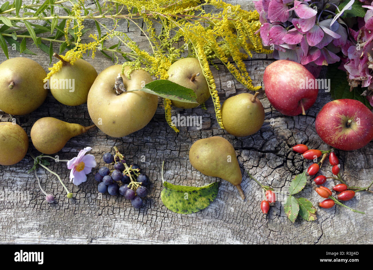 Nature morte aux pommes et poires Banque de photographies et d’images à ...
