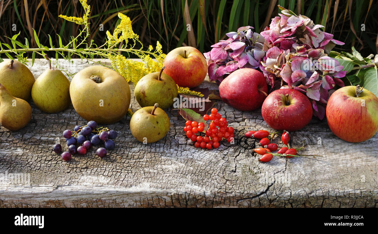Reine de reinette apples Banque de photographies et d’images à haute ...