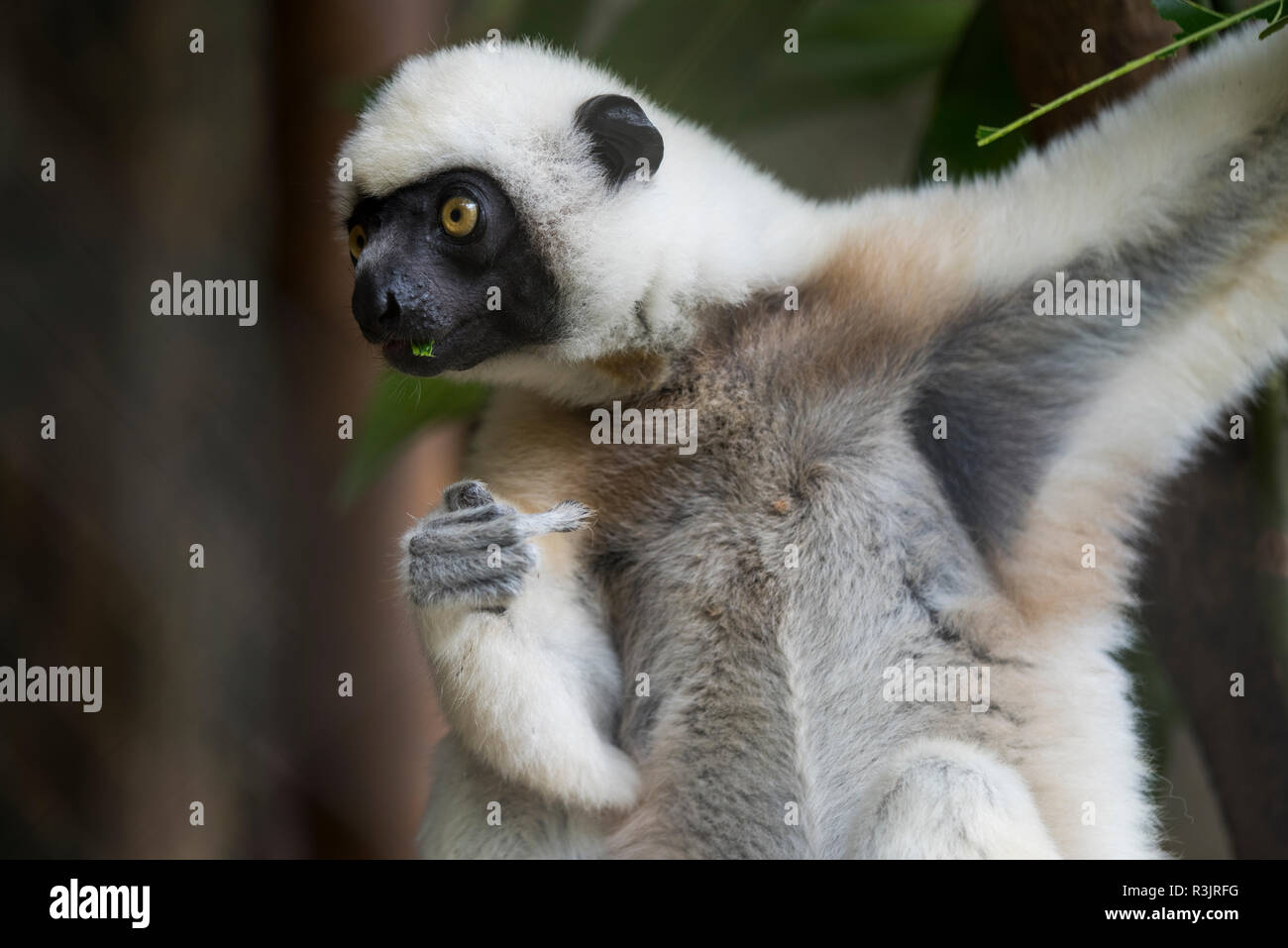 Propithecus deckenii Banque de photographies et d’images à haute ...