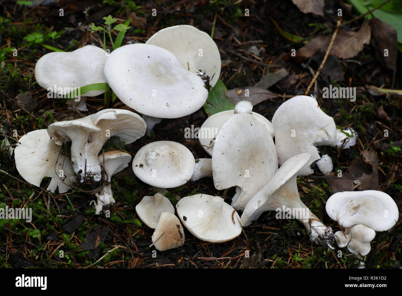 Clitopilus prunulus Banque de photographies et d’images à haute ...