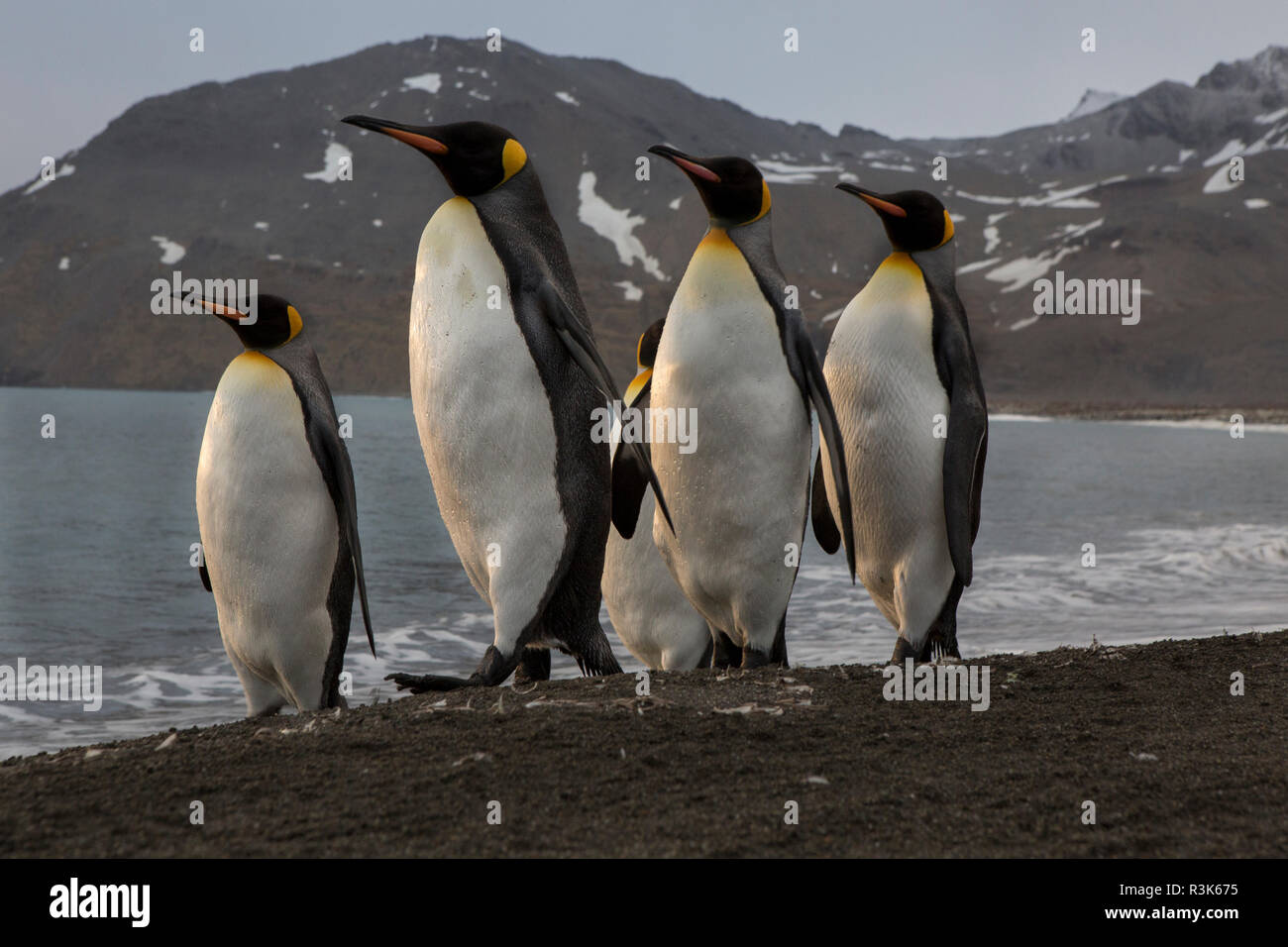 Marching king penguins sur la plage de Saint Andrews Bay, les îles de Géorgie du Sud Photo Stock ...