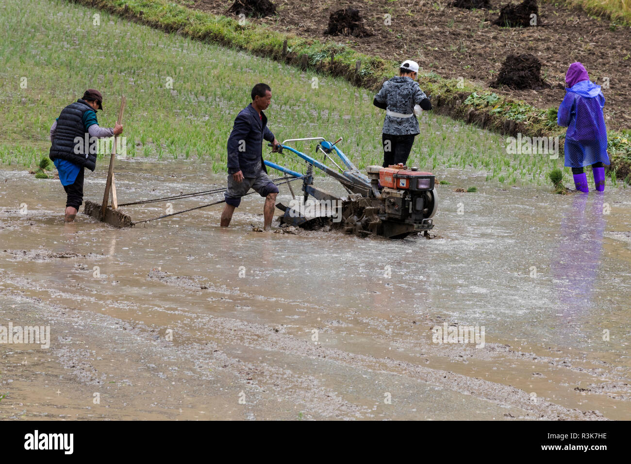 Rice planting machine Banque de photographies et d’images à haute ...