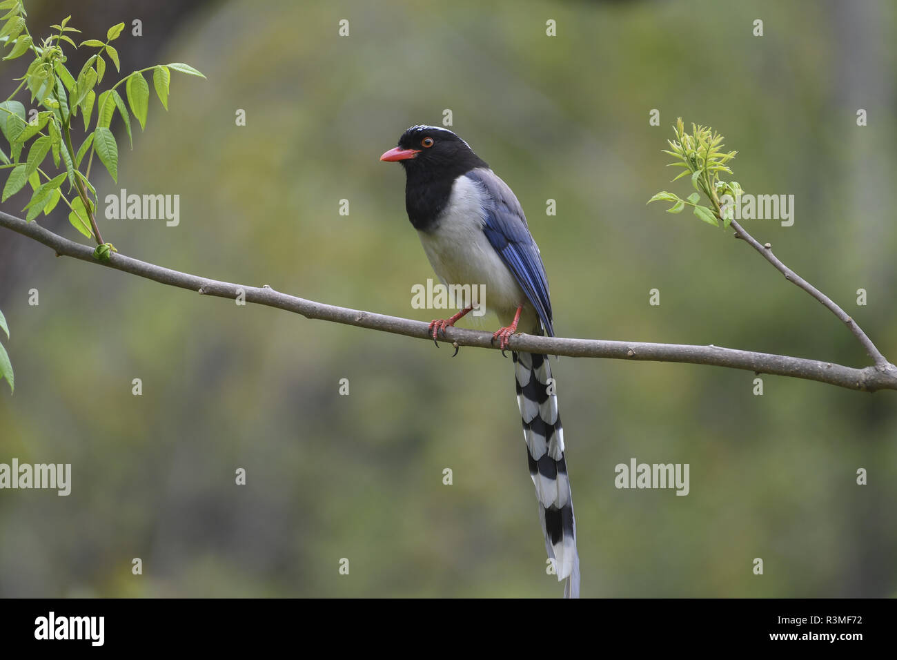 Magpie pirolle Banque de photographies et d’images à haute résolution ...