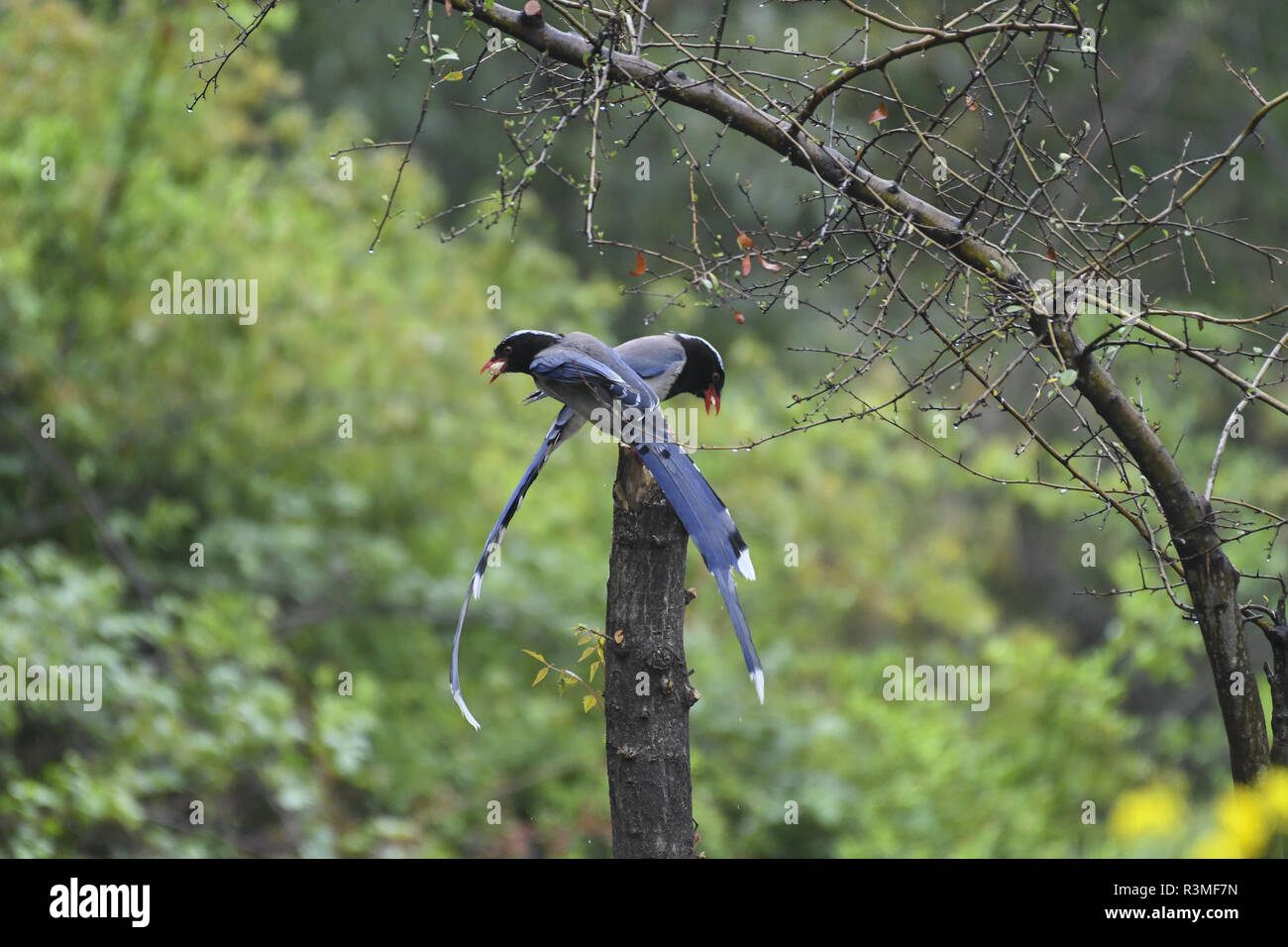 Magpie pirolle Banque de photographies et d’images à haute résolution ...