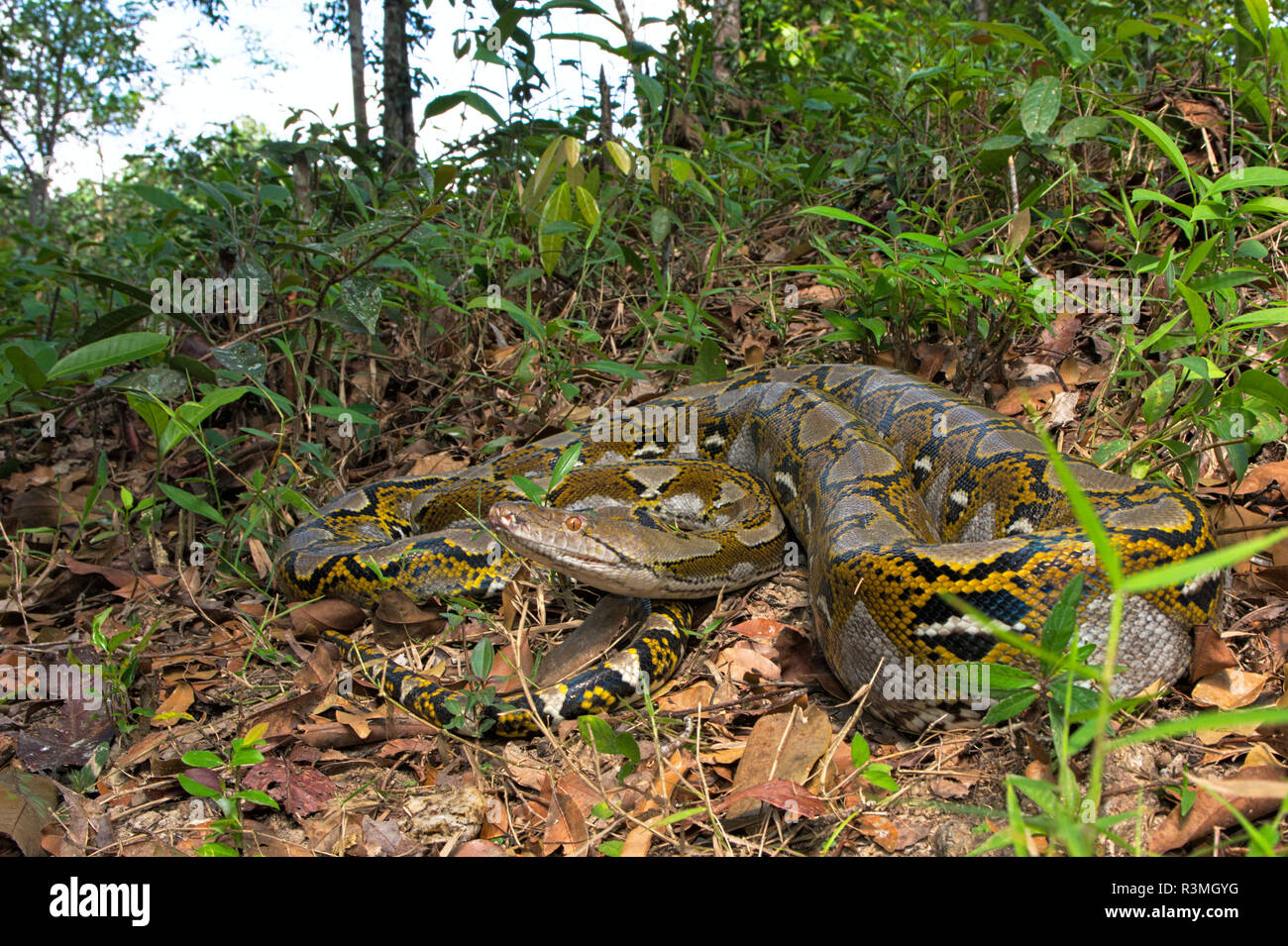 Python reticulatus Banque de photographies et d’images à haute ...