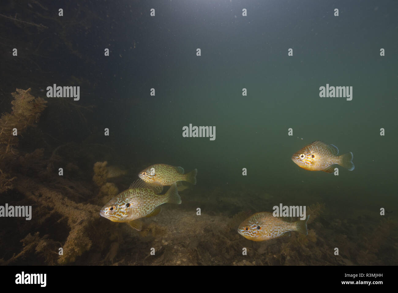 Sunfish europe Banque de photographies et d’images à haute résolution ...