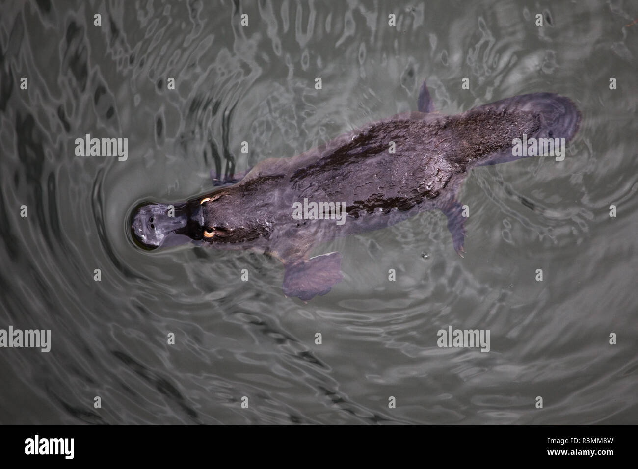 Ornithorhynchus anatinus ornithorynque Banque de photographies et d ...