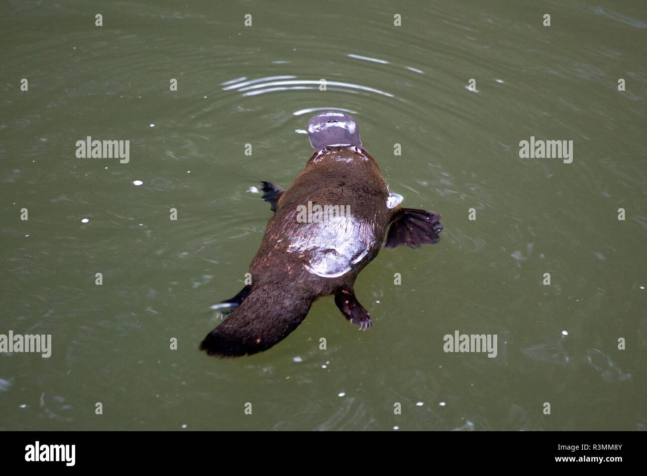 Bec d'ornithorynque Banque d'image et photos - Alamy