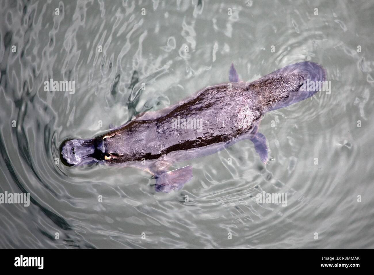 Ornithorhynchus anatinus ornithorynque Banque de photographies et d ...